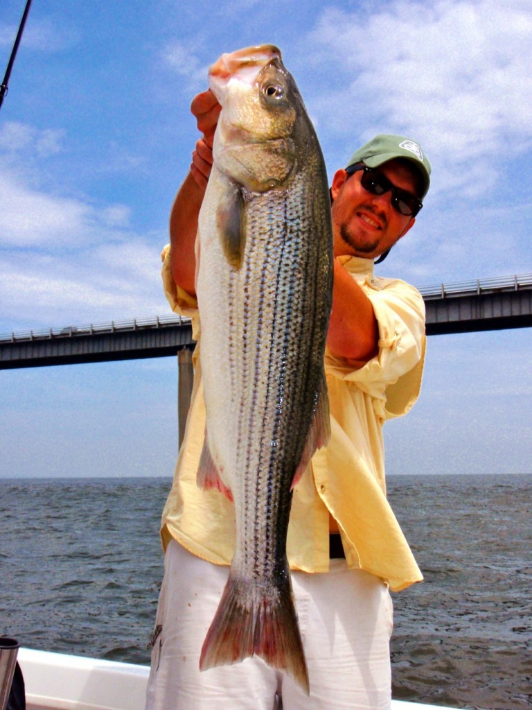 jigging basics - Chesapeake Light Tackle